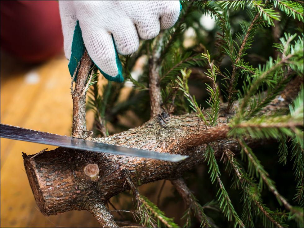 Baum-schlagen - Hanse Tanne